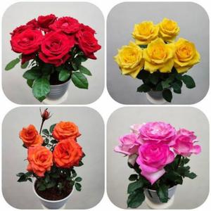 Jual ( BISA COD ) Tanaman Hias Mawar Varian Warna Bunga / Bunga Hias ...