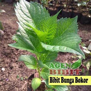 Jual Bibit Tanaman Hias Bunga Bokor - Pohon Kembang Hortensia ...