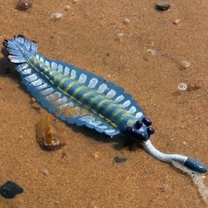 Jual Oenux Prehistoric Ocean Animals Opabinia Latimeria Anomalocaris ...