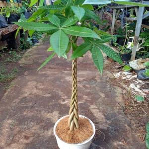 Jual Tanaman Hias Pachira Pohon Pacira Money Tree + Pot Putih Ok - Kota ...