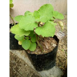 Jual Bibit Tanaman Bangun-Bangun - Tanaman Daun Torbangun - Obat Herbal ...