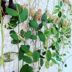 Jual HOYA DIVERSIFOLIA TANAMAN HOYA HIJAU TANAMAN RAMBAT GANTUNG LANGKA ...