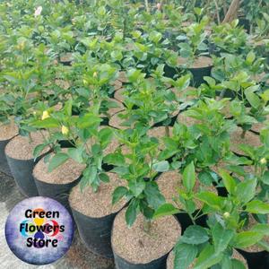 Jual Tanaman Hias Pohon Kembang Sepatu Bangkok Hybrid Merigold/Bunga ...