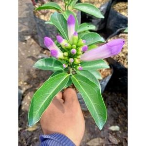 Jual tanaman hias merambat bunga garlic vine/stevanot - Kab. Buleleng ...