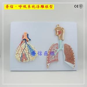 Jual human respiratory system Relief model Alveolar, lung and bronchus ...