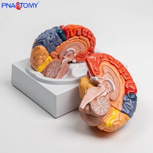 Jual Functional Brain Model Cerebellum Brain Stem Anatomy Human ...