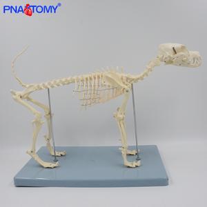 Jual Dog Skeleton Model Canine Skeleton Anatomy Skull Spine Pelvis Lumbar Knee Anatomical Animal ...