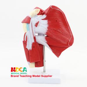 Jual Upper Limb Deep Muscle Model Upper Limb Muscle Anatomy Model ...