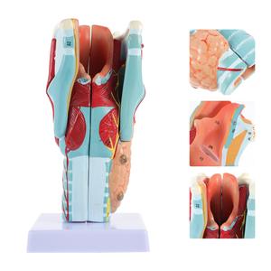Jual Manikin Model Anatomy Larynx Throat Human Torso Anatomical 3D ...