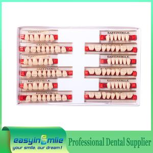 Jual A1 A2 A3 Denture Teeth Dental Education Model Fake teeth Upper ...