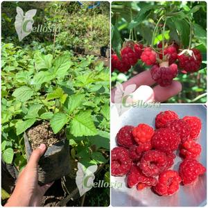 Jual Rediy Bibit Tanaman Buah Rasberi Import / Raspberry Polka Holland ...