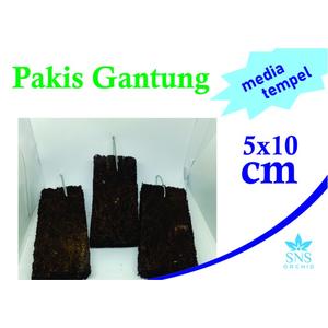 Jual Rediy media tanam papan pakis kecil 5x10 cm lempeng kotak - Kota ...