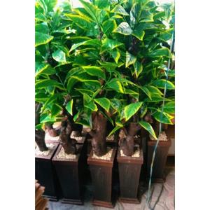 Jual BUNGA SUDUT RUANGAN LENGKAP POT BATU // POHON MANGGA ARTIFICIAL ...