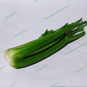 Jual NikmatLidah- seledri batang stik//tanpa daun fresh - Kota Bandung ...