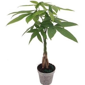 Jual Tanaman Pachira Money Tree- Tanaman Hias Pacira / Pohon Pacira ...