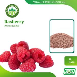 Jual 10 Benih Biji Buah Rasberry Import - Biji Red Rasberry Jepang ...