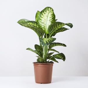 Jual Tanaman Hias Aglonema Zebra Divenbacia Tanaman Hidup Aglaonema ...