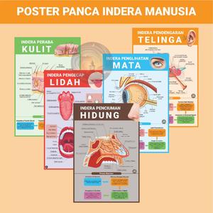 Jual Poster Anatomi Bagian dan Fungsi Panca Indera Manusia (Hidung ...