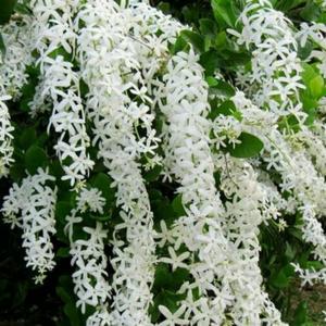 Jual Bunga Merambat Petrea - Tanaman Hias Merambat Bunga Petrea - Bunga ...