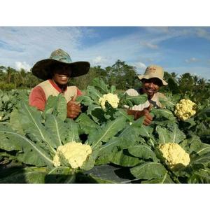 Jual Benih Bibit Bunga Kol Dataran Rendah Pm 126 F1 250 Biji Cap Panah ...