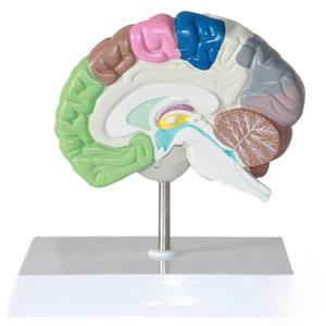 Jual IMPORT Brain lobulation model, brain functional partition, brains ...