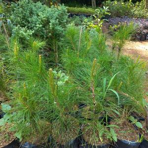 Jual pohon pinus - bibit tanaman pohon pinus - Jakarta Utara - juned927 ...