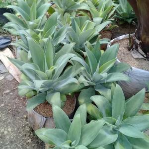 Promo Tanaman Agave Attenuata Tanaman Siklok Hijau Tanaman Siklok ...