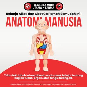 Jual Human Body / Anatomi Manusia/ Peraga Biologi SD /Belajar Anggota ...