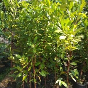 Jual pohon salam 1 meter/tanaman salam masak/pohon daun salam - Kota ...