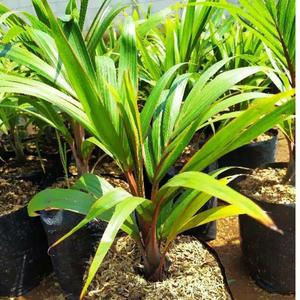 Jual Ready!! Tanaman Hias Palm Merah Tanaman Palem Merah Pohon Palm ...