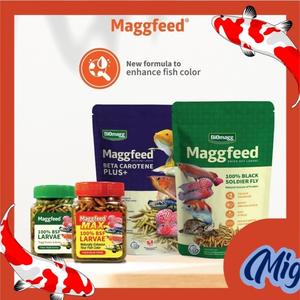 Jual MAGGFEED BIOMAGG MAGGOT MAGOOT 30 GR botol MAX KIDS bsf ulat ...