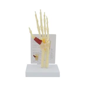 Jual titinsumiyati Human hand bone model Hand joint attached ligament ...