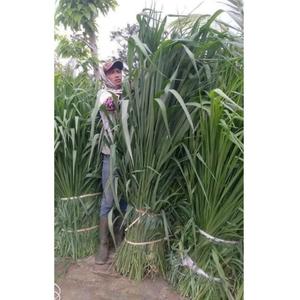 Jual Benih Bibit Rumput Signal Brachiaria Decumbens Pakan Ternak 1 Kg ...