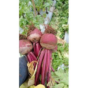 Jual buah bit segar 1kg beetroot - Kab. Boyolali - fresh sayur antik ...