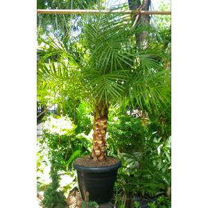 Jual Pohon Palem Phoenix Tanaman Langka Cocok Untuk Tanaman Indoor ...