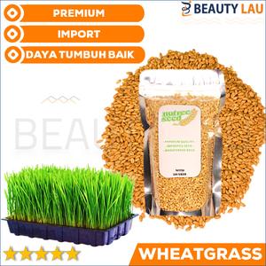 Jual GG DA BENIH WHEATGRASS 500GR BIBIT RUMPUT GANDUM BIJI CAT GRASS ...
