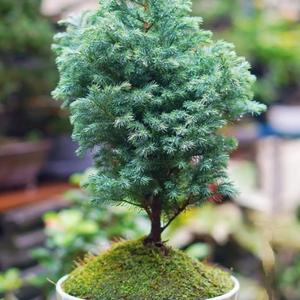 Jual SUBUR" TANAMAN HIAS CEMARA EMBUN CEMARA BLUE - Kota Bandung ...
