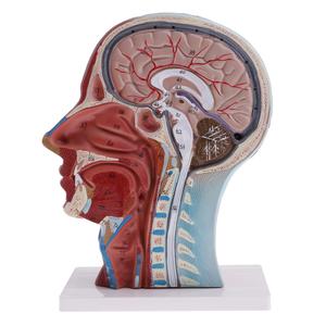 Jual IMPORT 1:1 Human Head & Neck Superficial Muscle Nerve Anatomical ...