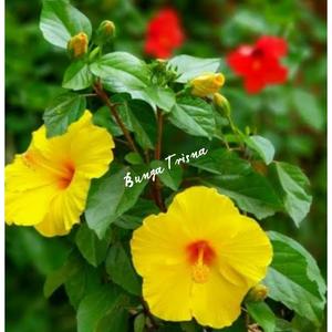 Jual HIKMA TANAMAN HIAS BUNGA SEPATU / KEMBANG SEPATU KUNING MERAH PINK ...