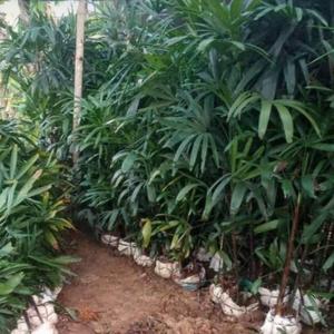 Jual PROMO!! tanaman palem waregu palem regu tinggi 150cm - Kota ...