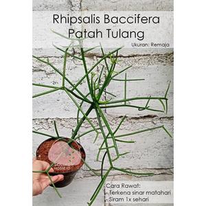 Jual Tanaman Patah Tulang , Kayu Urip , Rhipsalis Baccifera - Jakarta ...