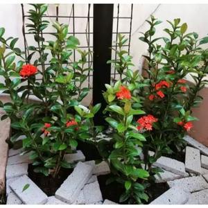 Jual Readyy! tanaman soka india berbunga merah sudah berbunga - Kab ...