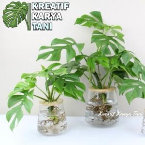 Jual 1zy Monstera Tetrasperma tanaman yang bisa hidup di air Monstera ...