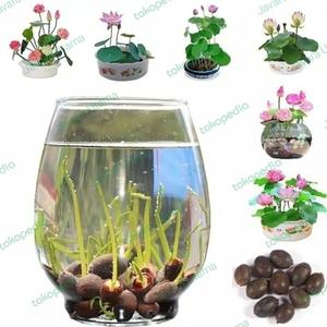 Jual Biji Bunga Lotus Biji Teratai Lotus mini Biji Benih Lotus 20 Butir ...
