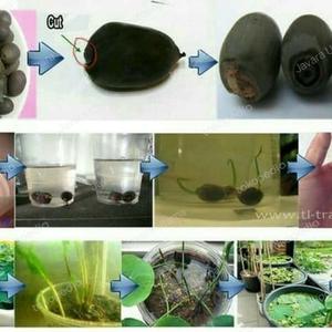 Jual Biji Bunga Lotus Biji Teratai Lotus mini Biji Benih Lotus 400 ...