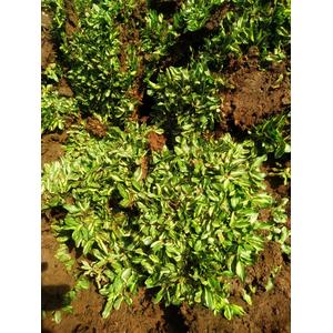 Jual Rumput gajah mini variegata - Kota Depok - MuktiTamanLandscape ...