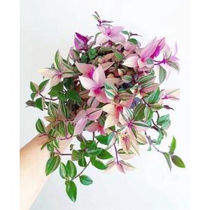 Jual TANAMAN HIAS CALLISA REPENS - TANAMAN HIAS GANTUNG - Kab. Bogor ...