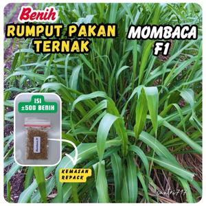 Jual ±500 Biji - benih rumput mombaca f1 rumput pakan ternak modern ...