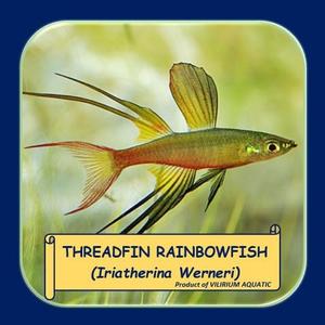 Jual NEW IKAN HIAS AIR TAWAR - IRIAN THERINA IRIATHERINA THREADFIN ...
