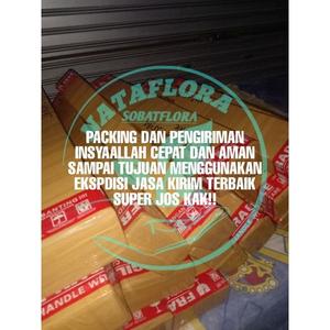 Jual CoMeOn BIBIT BOUGENVILLE BONSAI 1 POHON 5 WARNA//BUNGA KERTAS ...